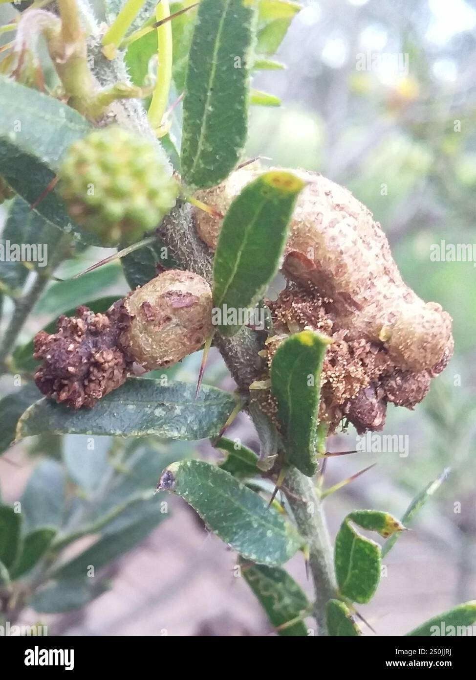 Kangaroo Thorn Gall Rust (Uromycladium paradoxae Stock Photo - Alamy