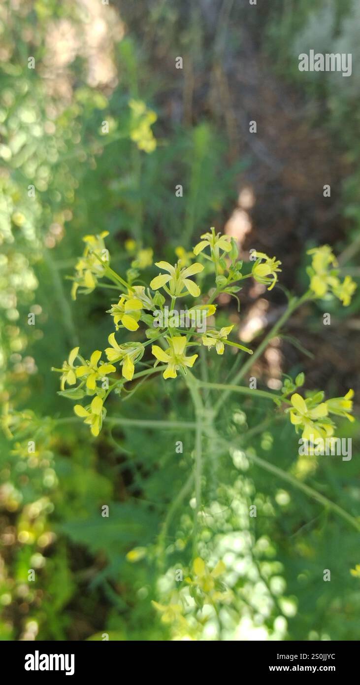 Tall Tumblemustard (Sisymbrium altissimum Stock Photo - Alamy