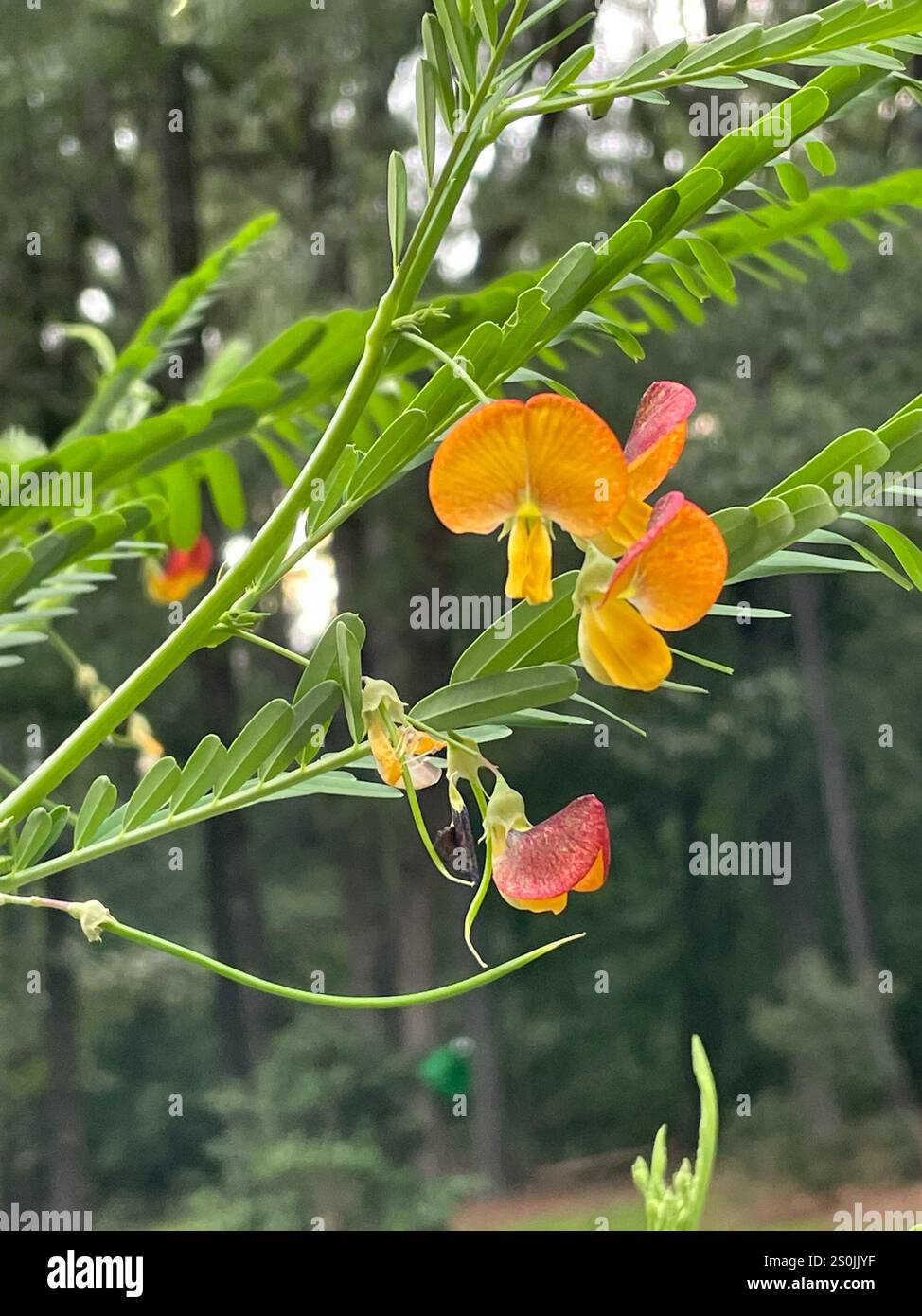 bigpod sesbania (Sesbania herbacea Stock Photo - Alamy