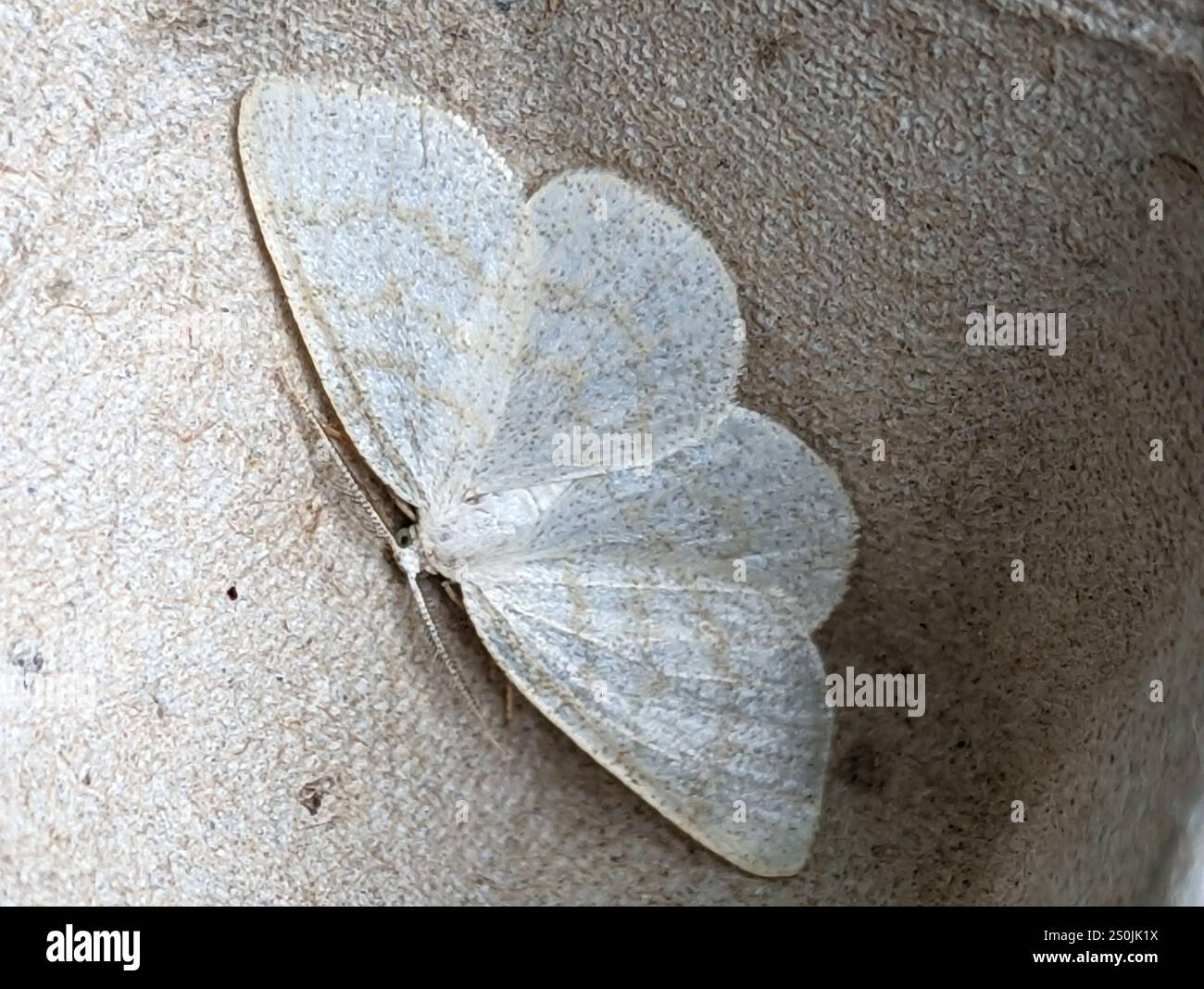 Northern Wave Moth (Cabera exanthemata Stock Photo - Alamy