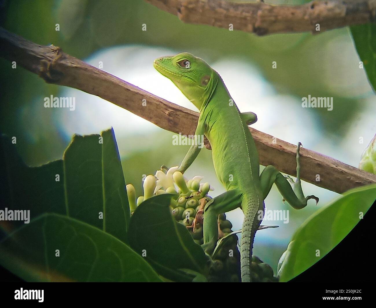 Western Spiny-tailed Iguana (Ctenosaura pectinata Stock Photo - Alamy