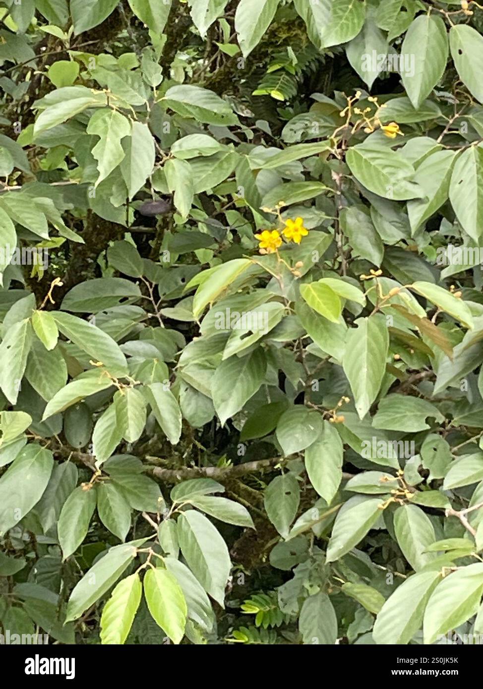 Monkey's Comb (Apeiba tibourbou Stock Photo - Alamy