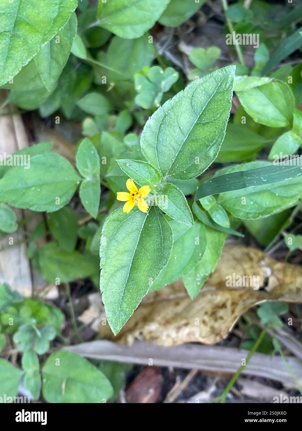 straggler daisy (Calyptocarpus vialis Stock Photo - Alamy