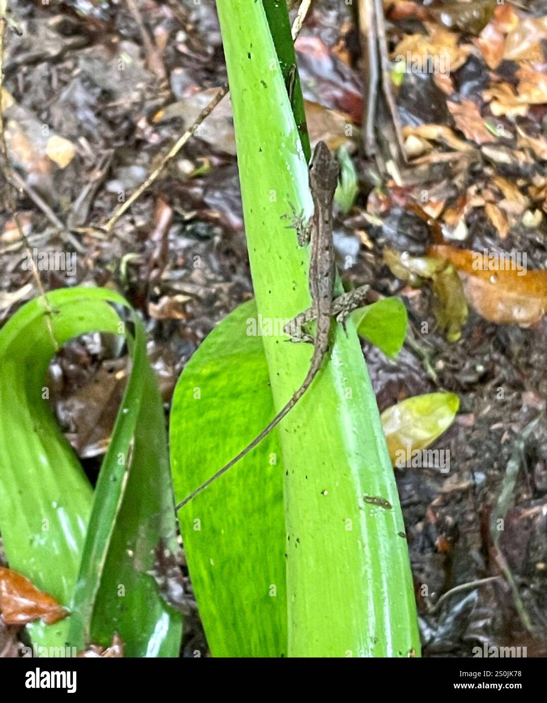 Border Anole (Anolis limifrons Stock Photo - Alamy