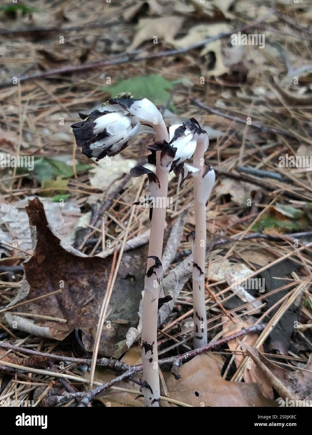 Ghost Pipe (Monotropa uniflora Stock Photo - Alamy