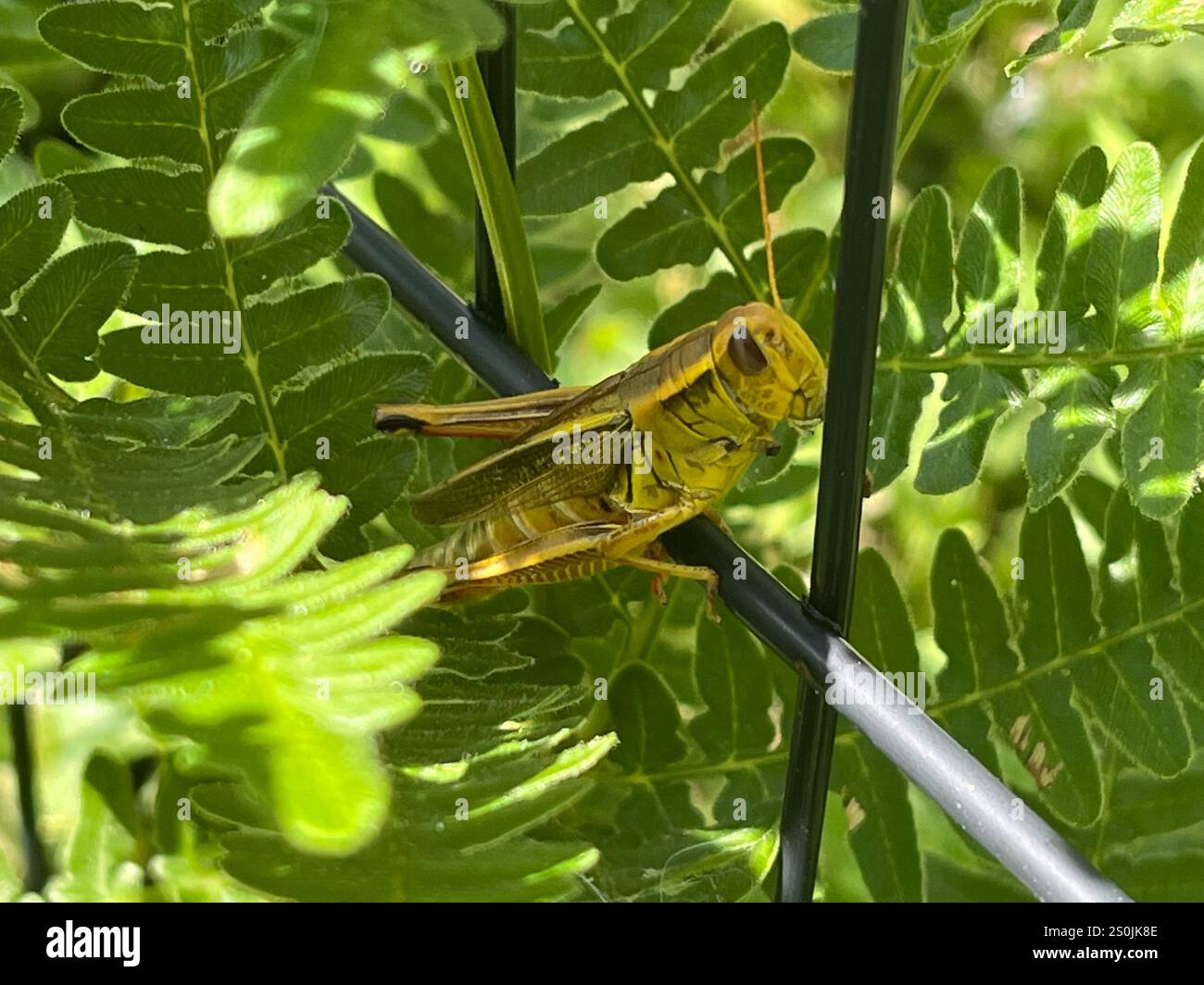 Two-striped Grasshopper (Melanoplus bivittatus Stock Photo - Alamy