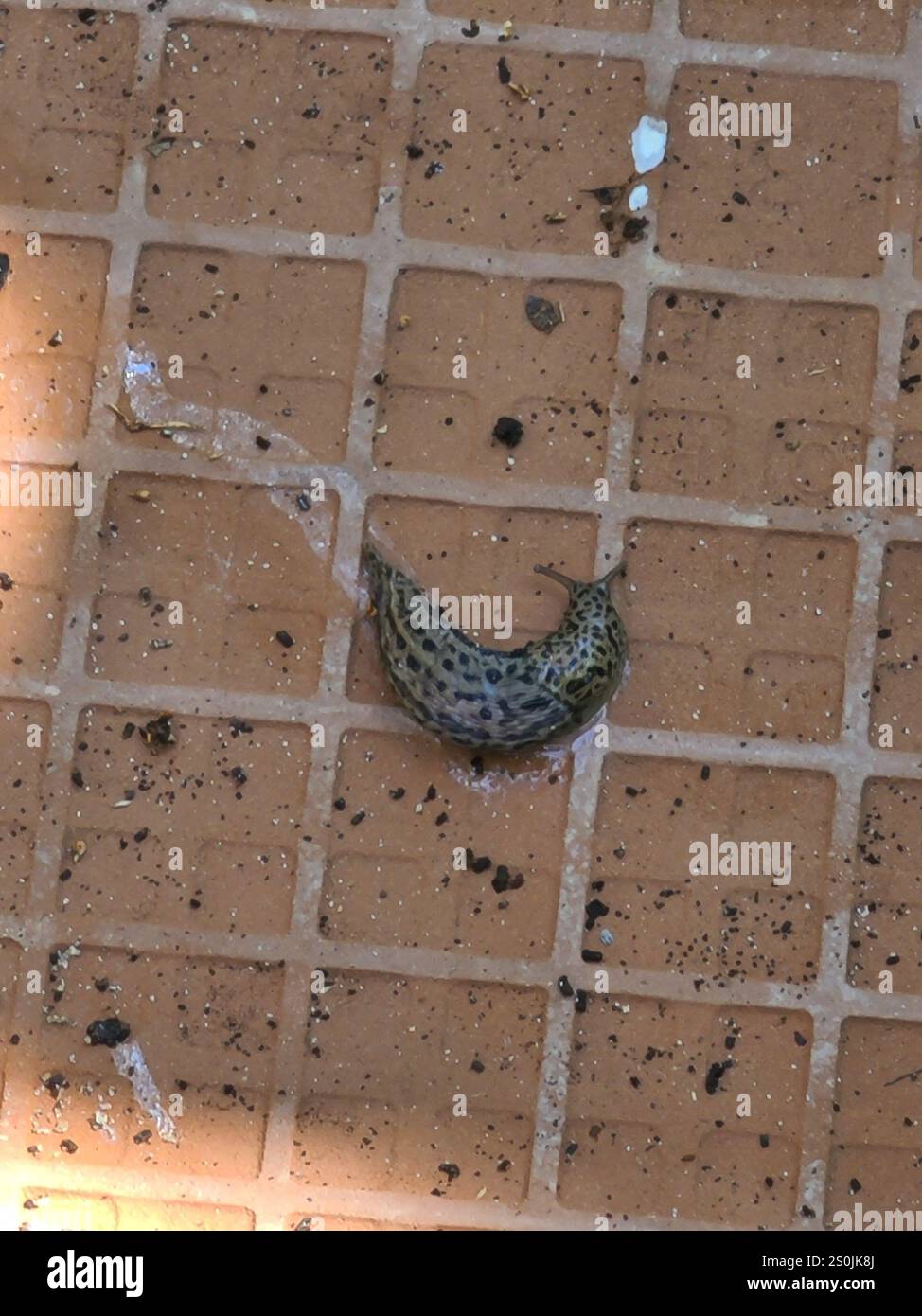 Leopard Slug (Limax maximus Stock Photo - Alamy