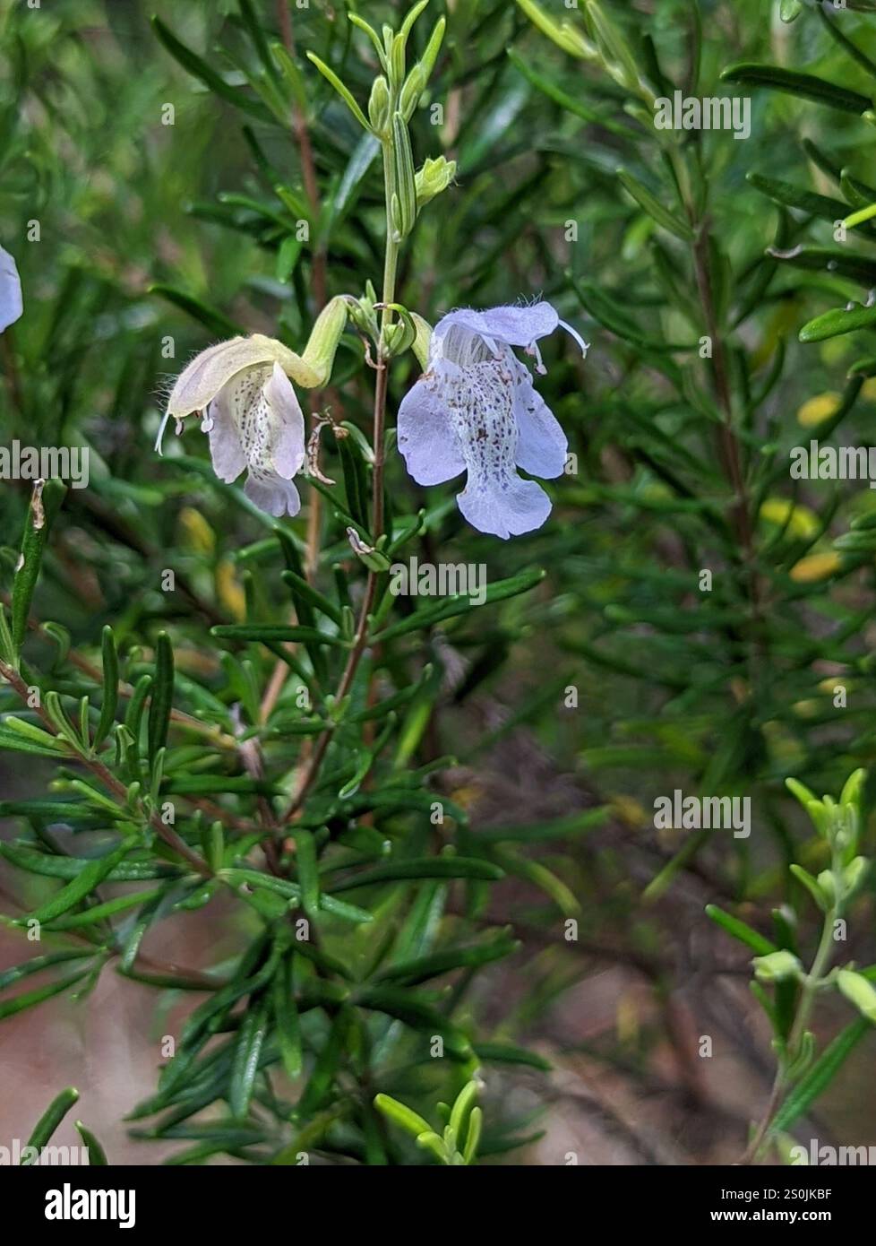 Largeflower False Rosemary (Conradina grandiflora Stock Photo - Alamy