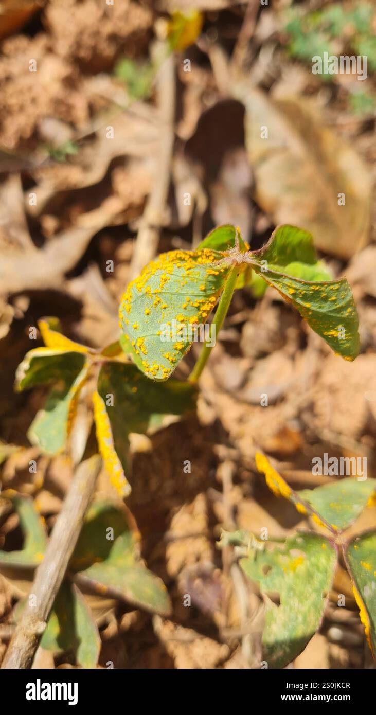 rust fungi (Pucciniales Stock Photo - Alamy
