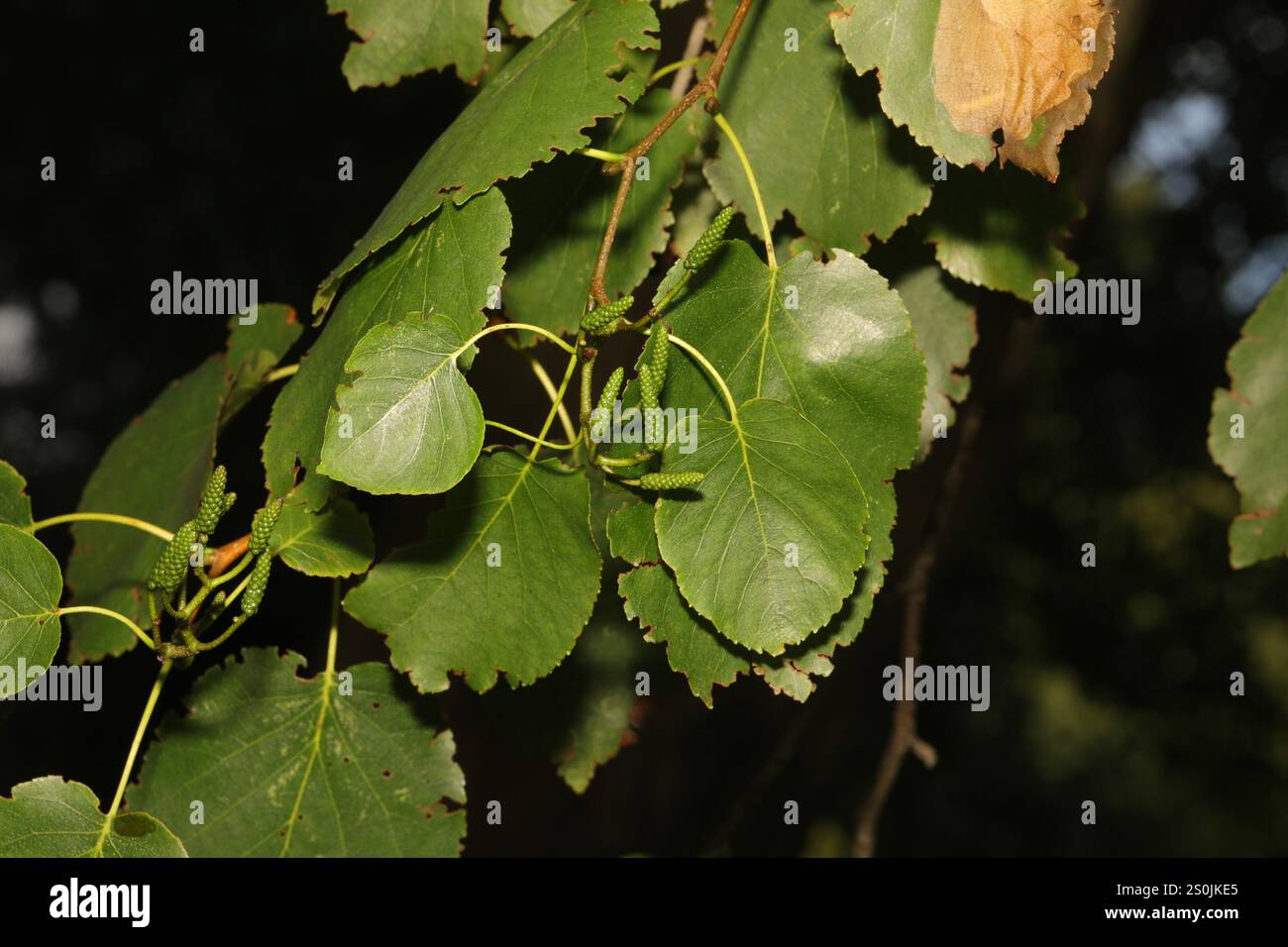 Italian alder (Alnus cordata Stock Photo - Alamy
