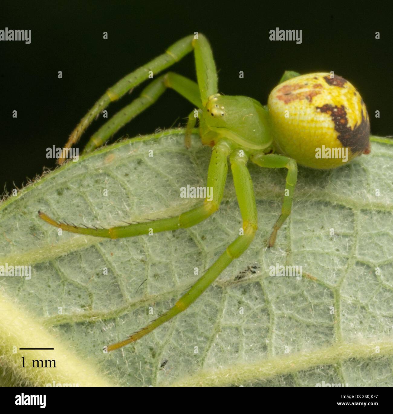 Triangle Crab Spider (Ebrechtella tricuspidata Stock Photo - Alamy
