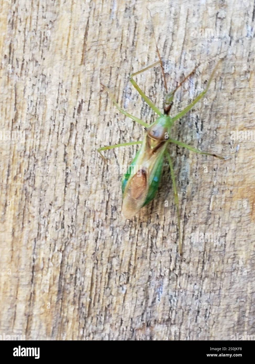 Pale Green Assassin Bug (Zelus luridus Stock Photo - Alamy