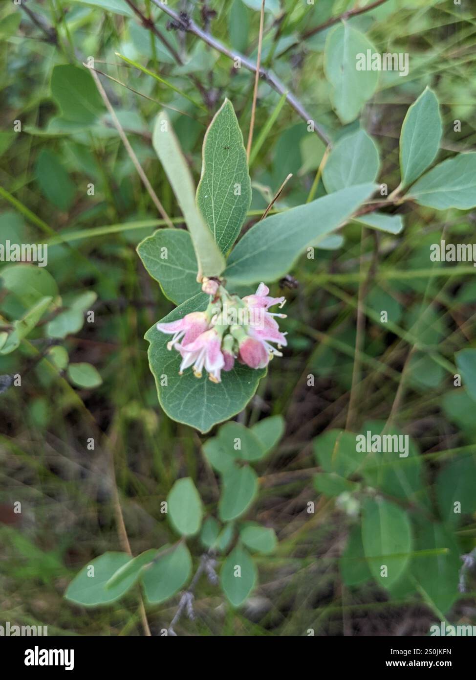 Western Snowberry (Symphoricarpos occidentalis Stock Photo - Alamy