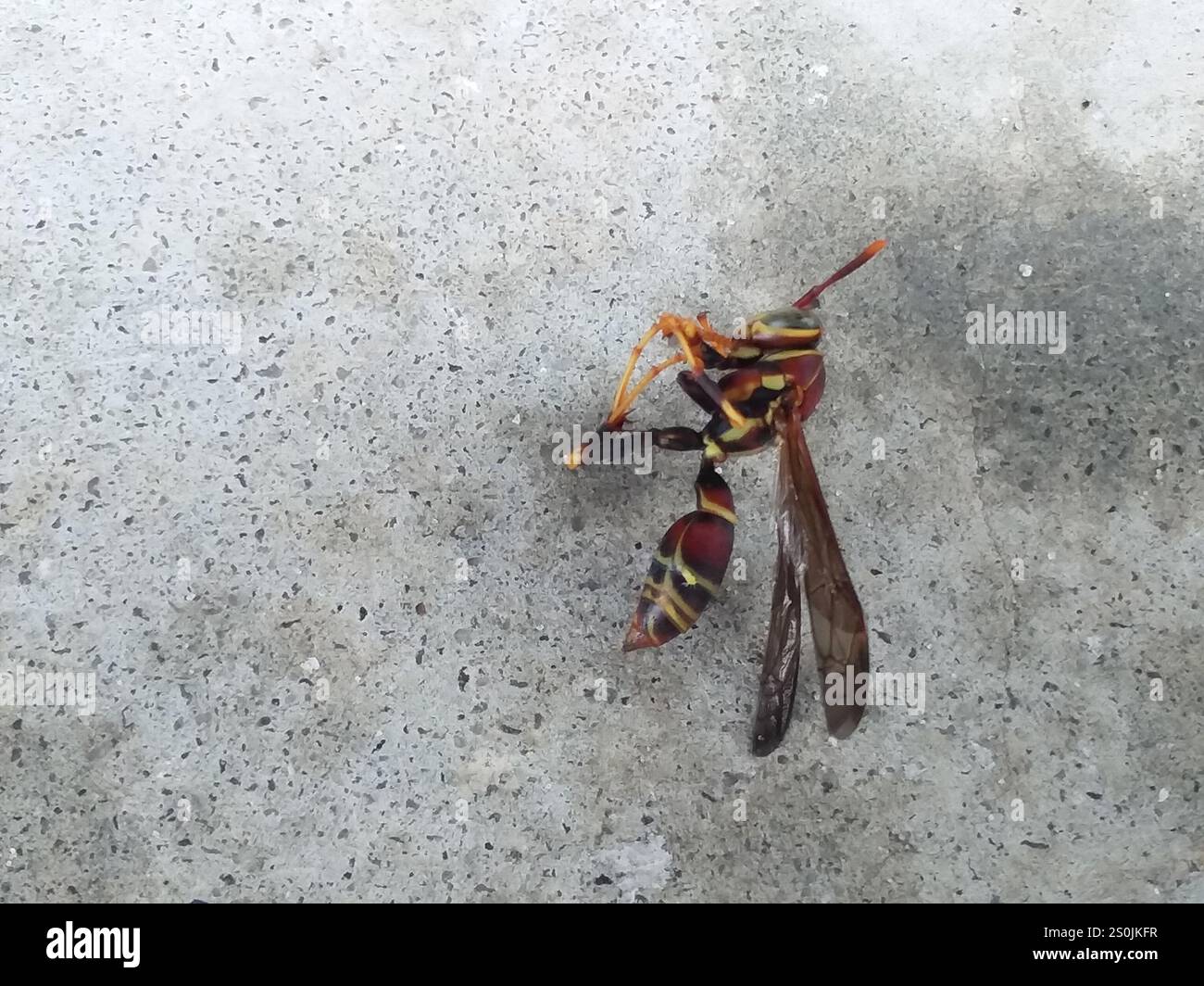 Paper Wasps (Polistinae Stock Photo - Alamy