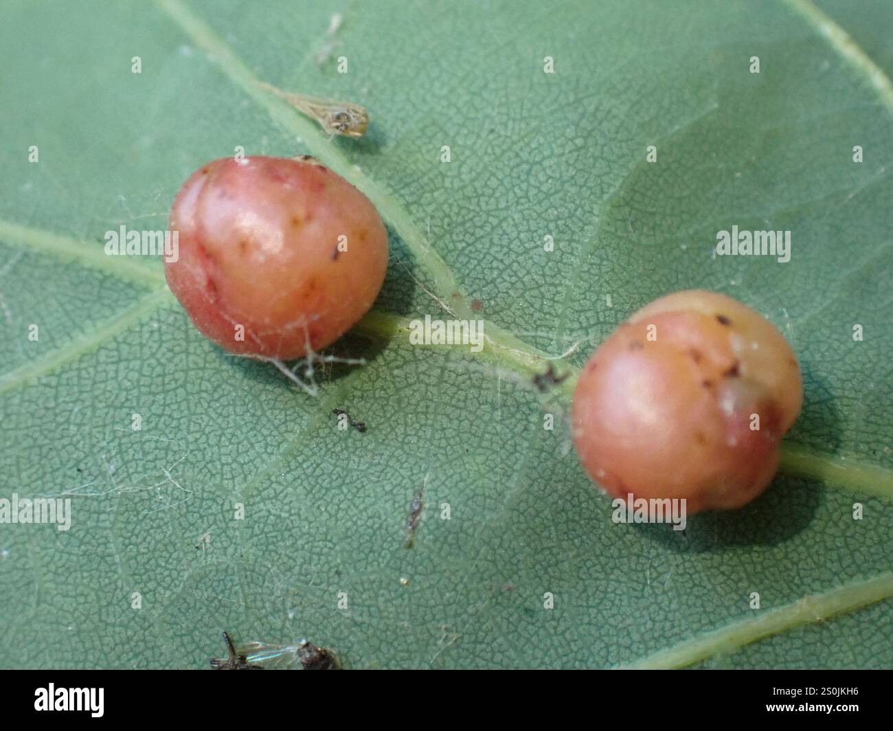 Pea Gall Wasp (Cynips divisa Stock Photo - Alamy