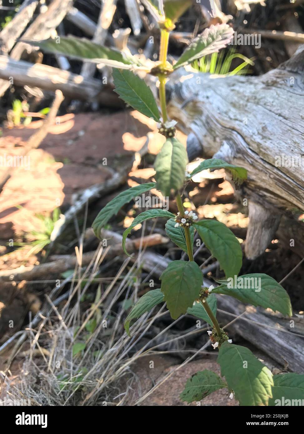 northern bugleweed (Lycopus uniflorus Stock Photo - Alamy