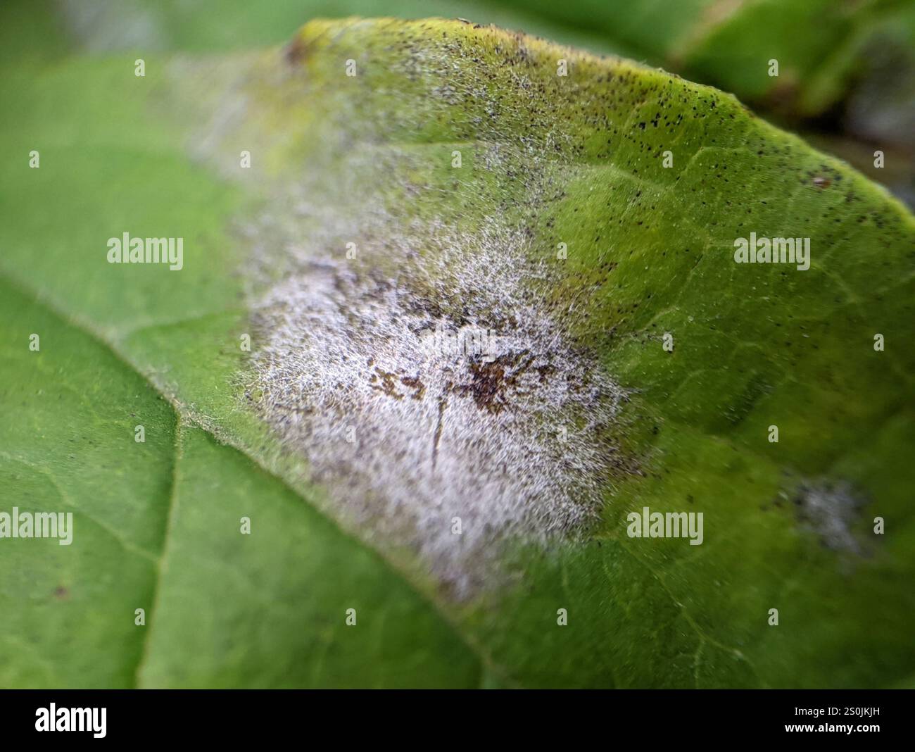 Powdery Mildews (Erysiphaceae Stock Photo - Alamy