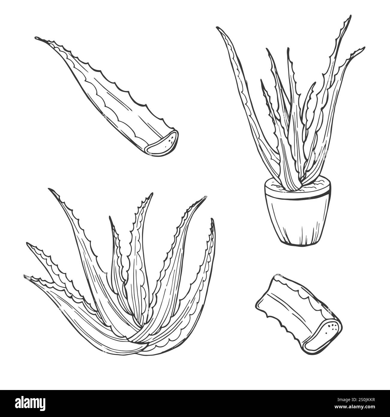 Illustration with collection of aloe vera plant, hand drawn plants ...