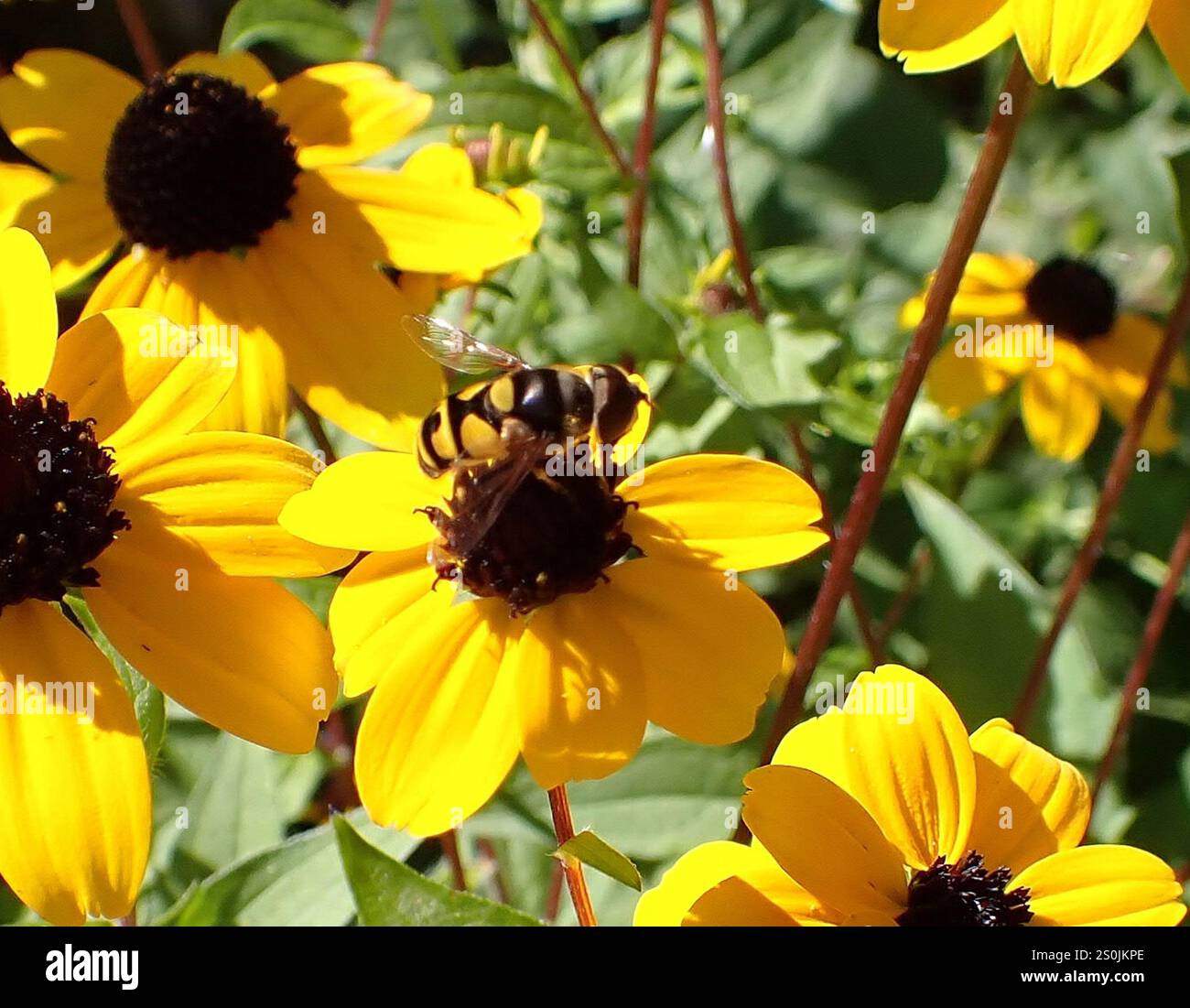 Transverse-banded Flower Fly (Eristalis transversa Stock Photo - Alamy