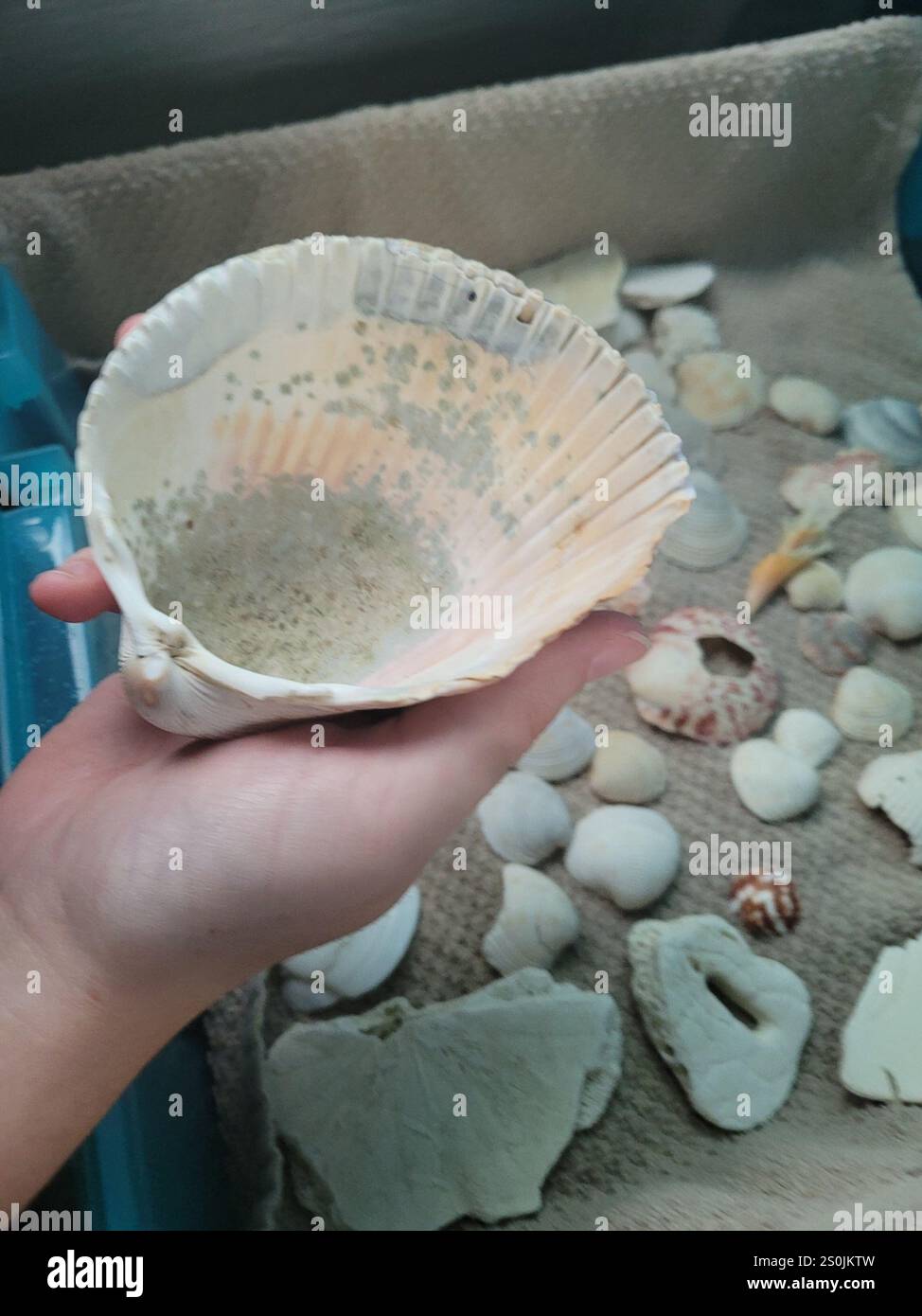 Giant Atlantic Cockle (Dinocardium robustum Stock Photo - Alamy