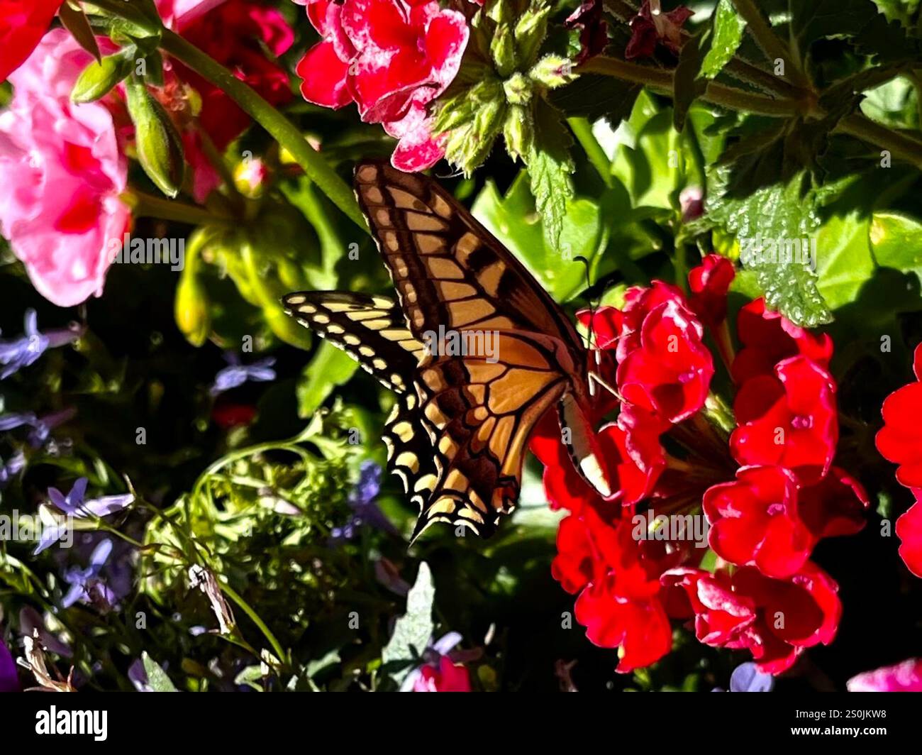 Oregon Swallowtail (Papilio bairdii oregonia Stock Photo - Alamy