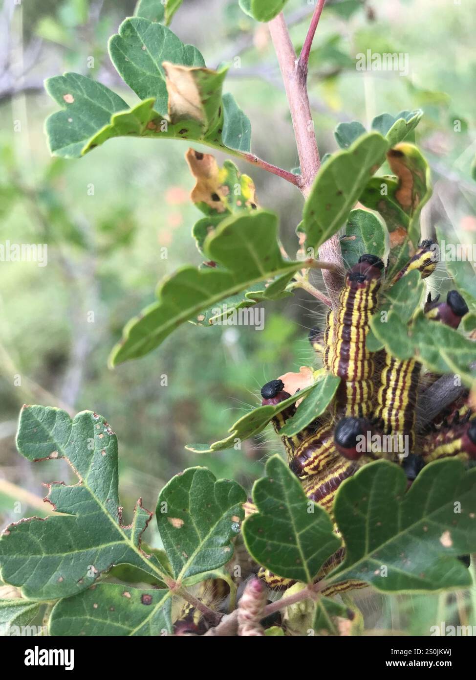 Spotted Datana Moth (Datana perspicua Stock Photo - Alamy