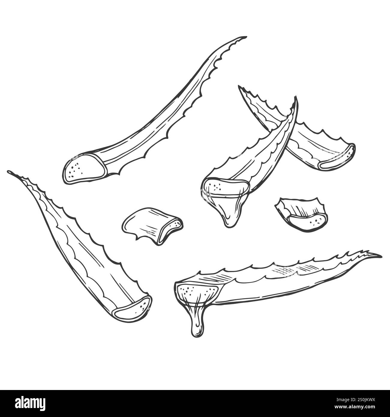 Aloe vera organic plant vector illustration. Isolated vector ...