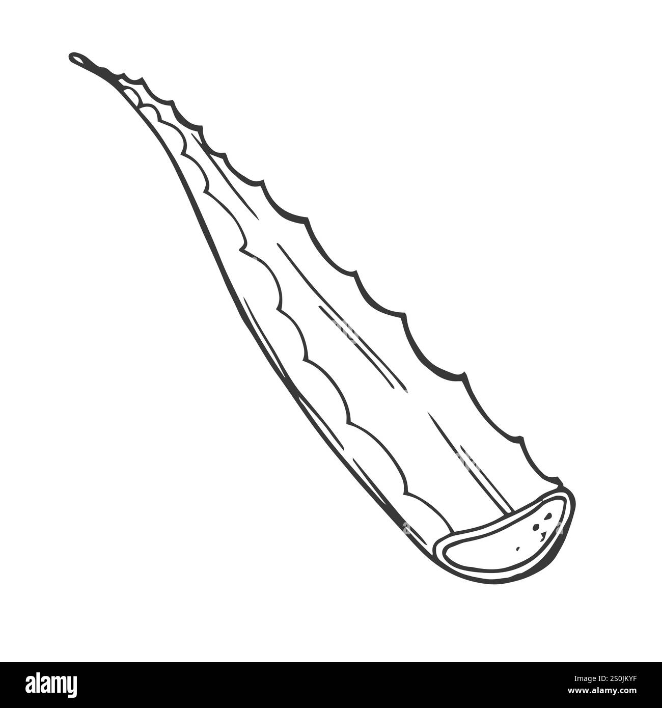 Aloe vera leaves and slice vector illustration. Hand drawn outline ...