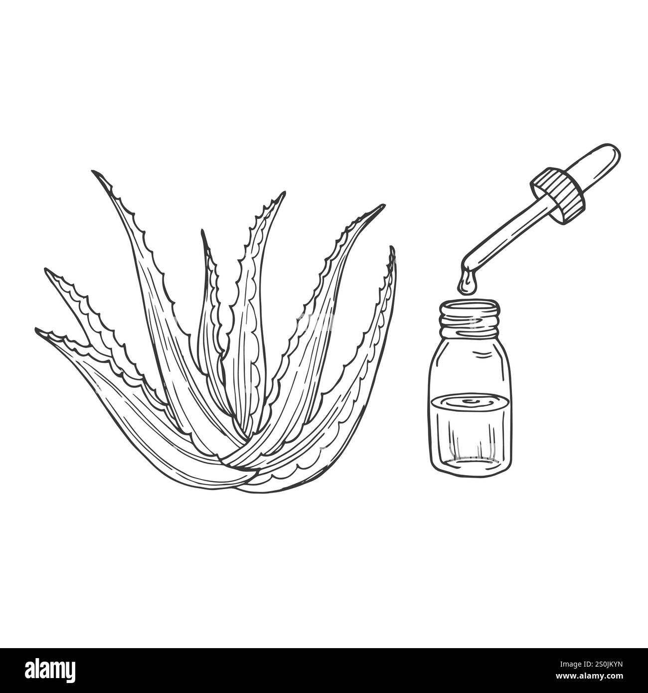 Aloe vera plant and sliced leaves, sketch vector illustration. Natural ...