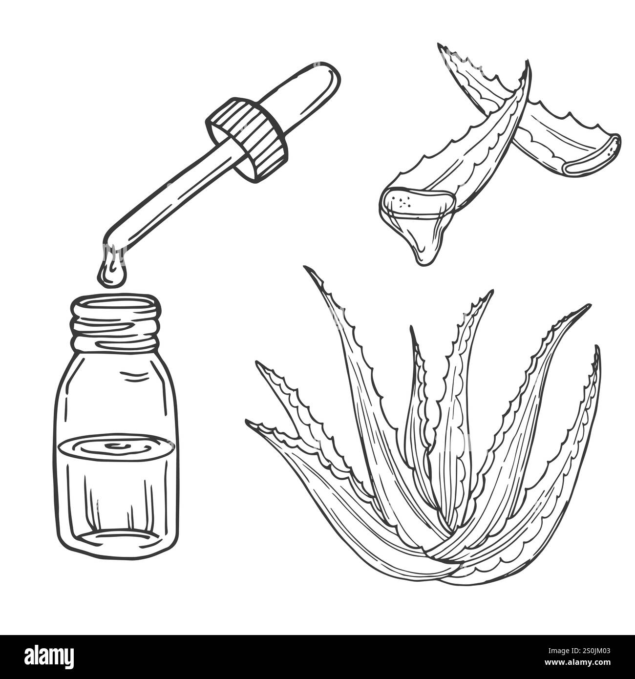 Collection of hand drawing aloe isolated on white. Vector doodle aloe ...