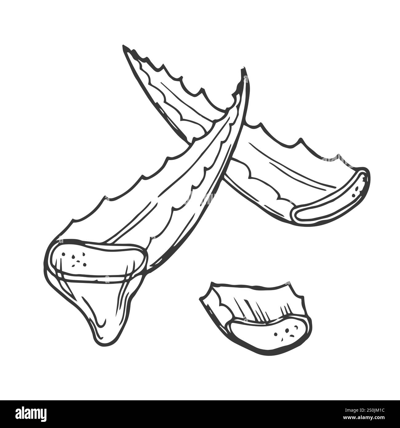 Aloe vera organic plant vector illustration. Isolated vector ...