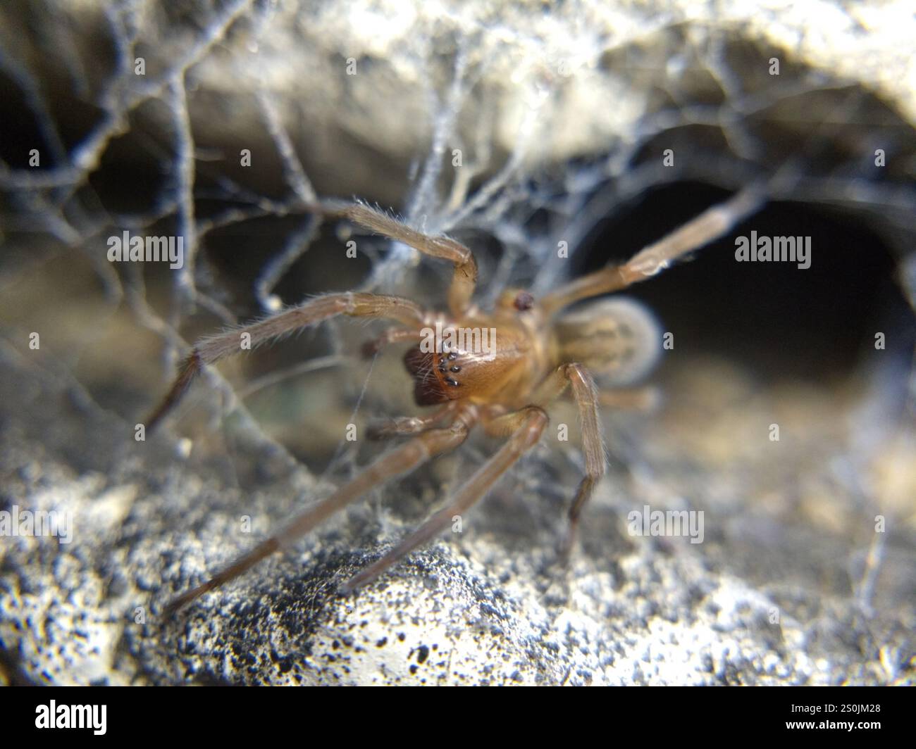 Black Laceweaver (Amaurobius ferox Stock Photo - Alamy