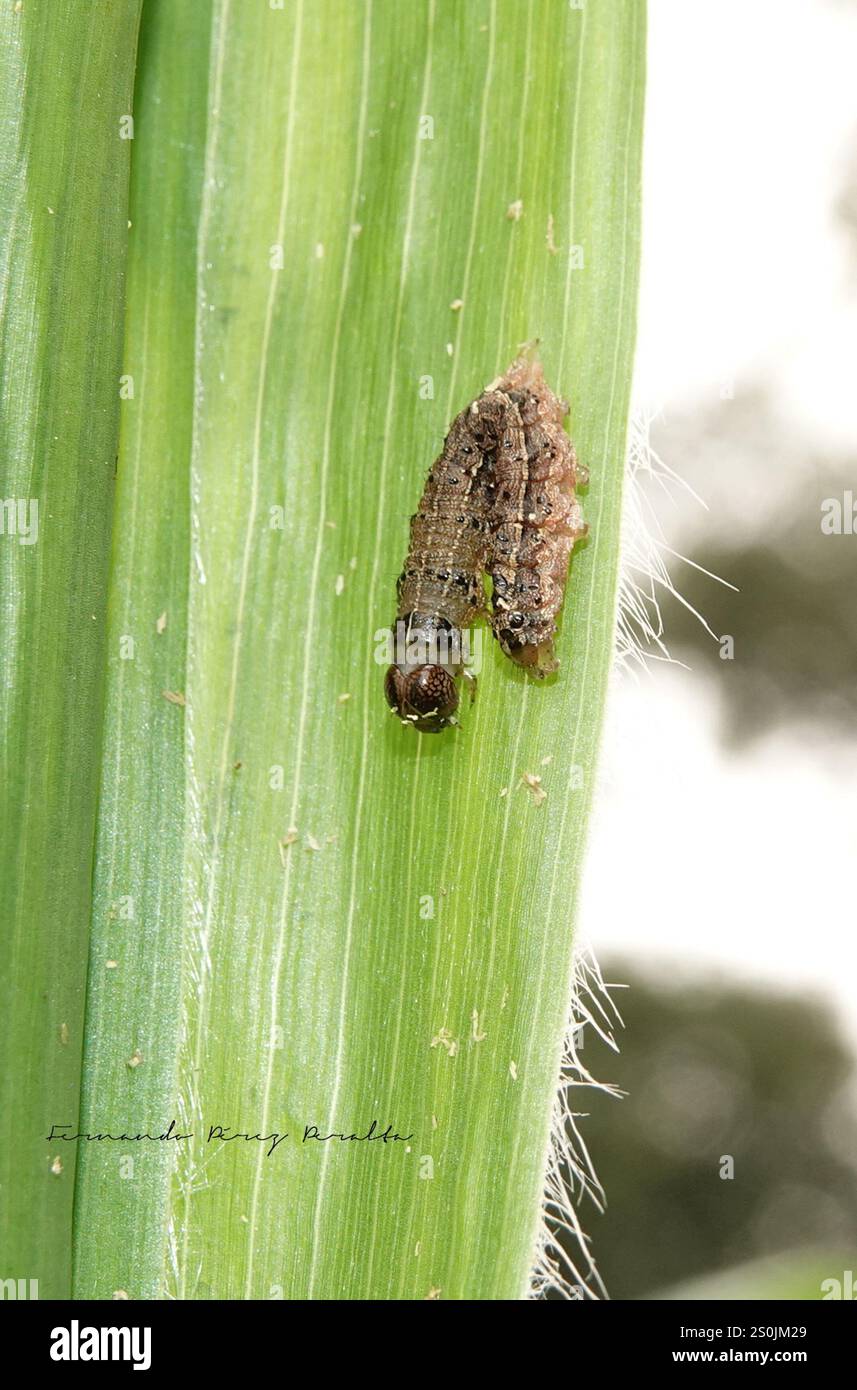 Fall Armyworm Moth (Spodoptera frugiperda Stock Photo - Alamy