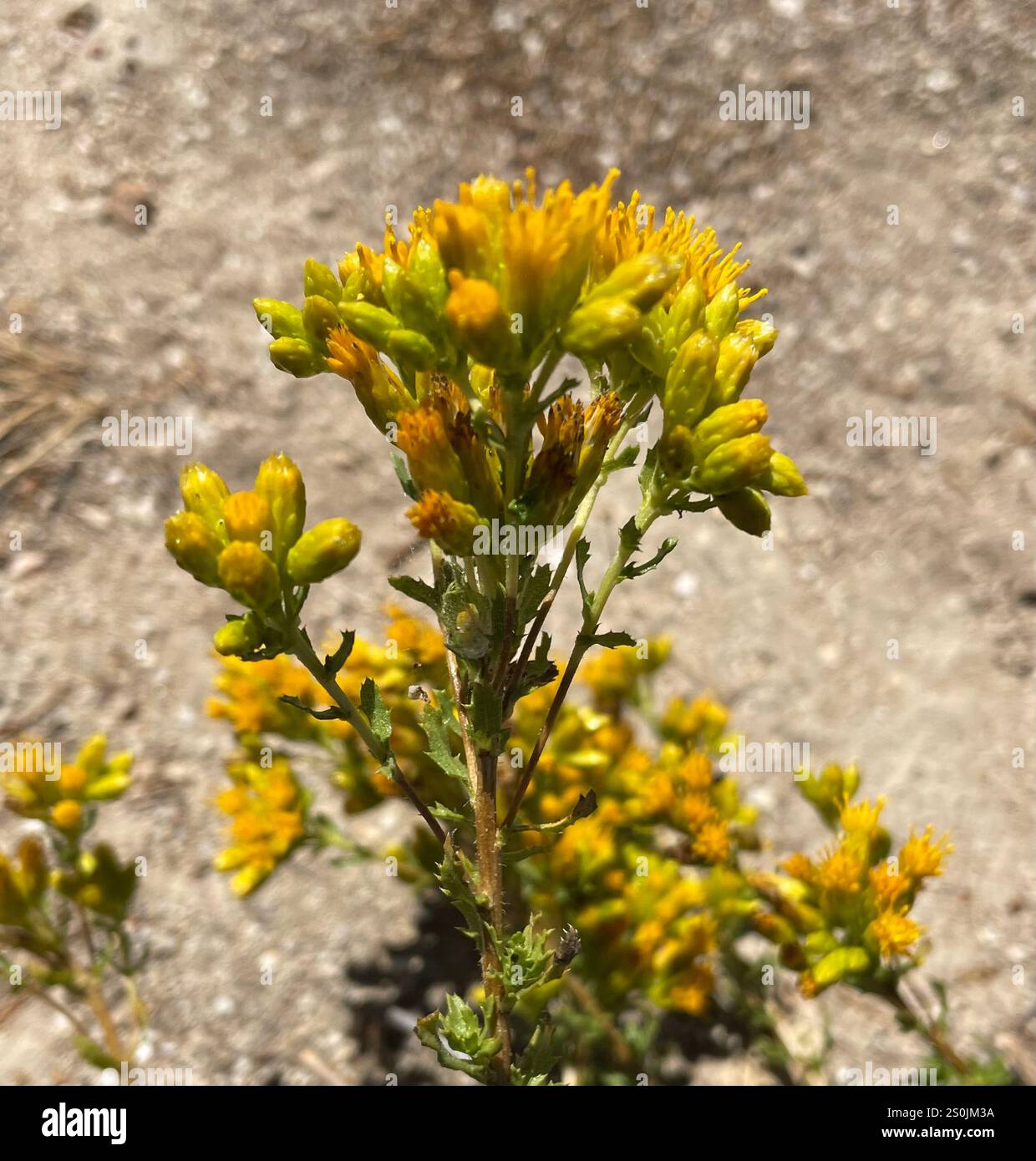 Coastal Goldenbush (Isocoma menziesii Stock Photo - Alamy