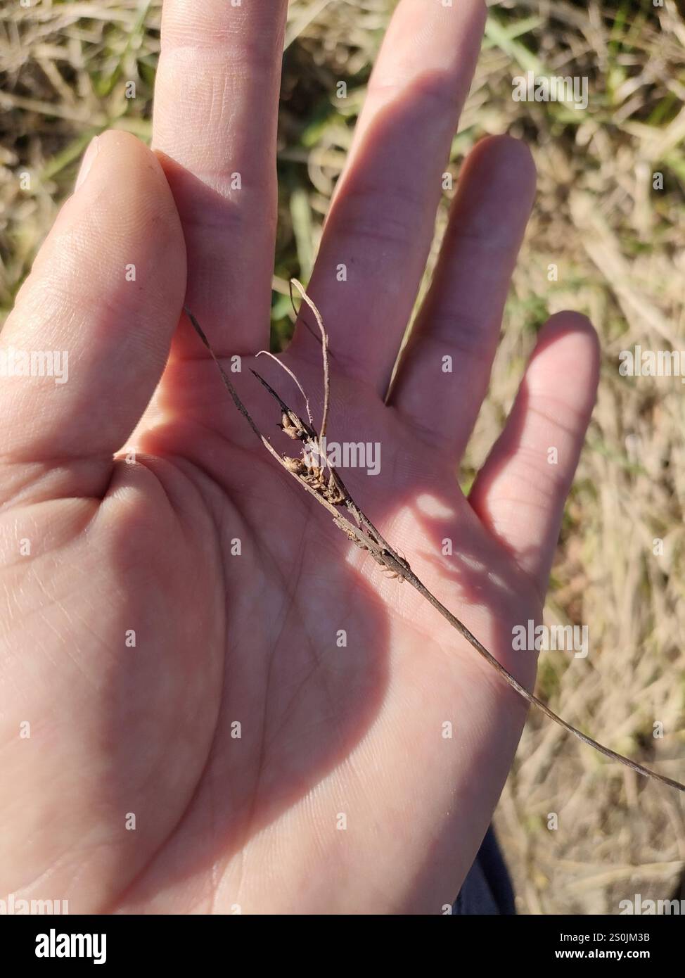 Litorosa hi-res stock photography and images - Alamy