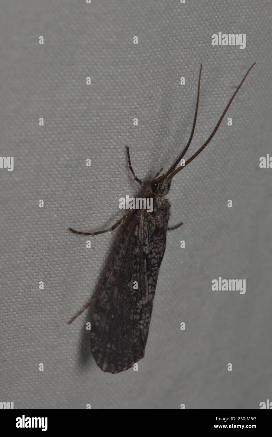 Giant Casemaker Caddisflies (Phryganeidae Stock Photo - Alamy