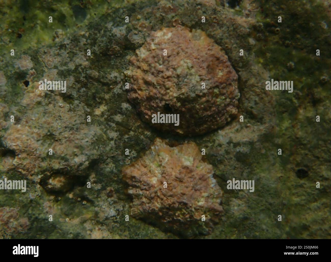 Mediterranean Limpet (Patella caerulea Stock Photo - Alamy