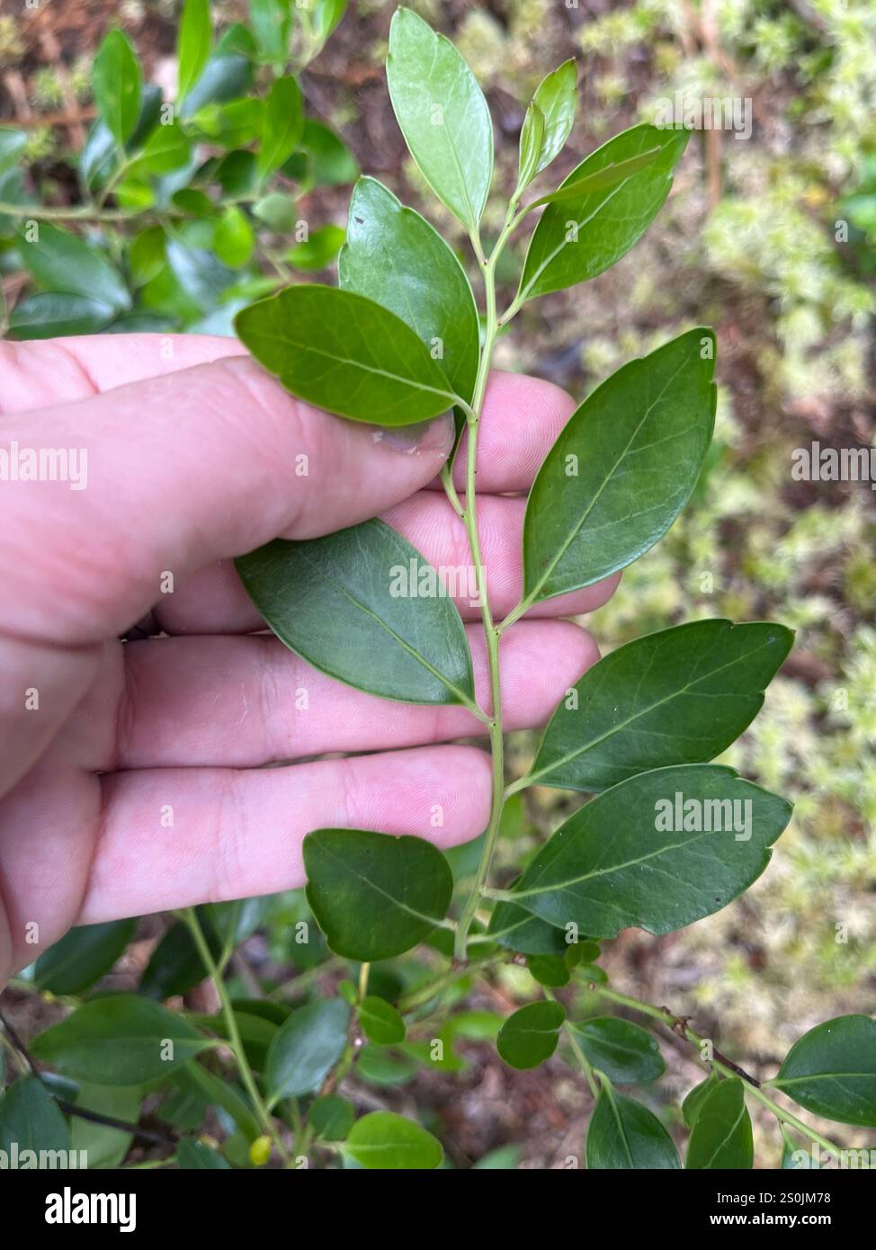 gallberry (Ilex glabra Stock Photo - Alamy
