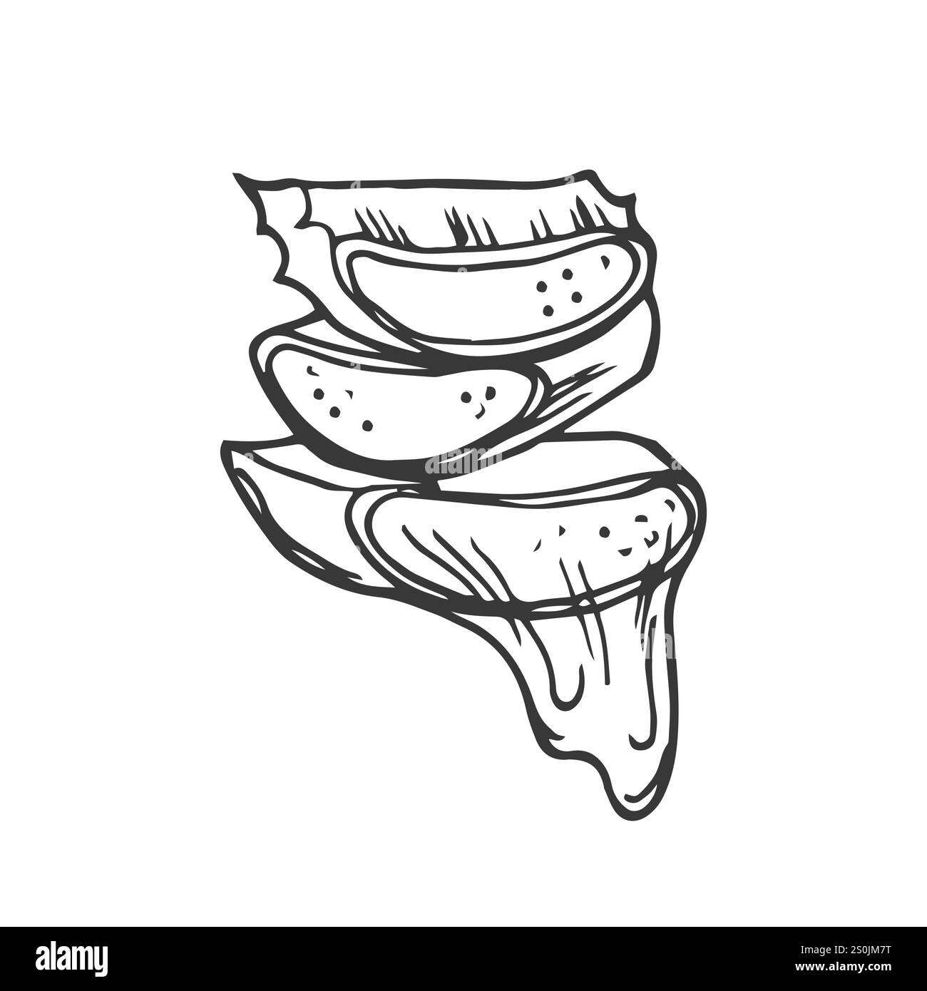 Aloe vera leaves and slice vector illustration. Hand drawn outline ...