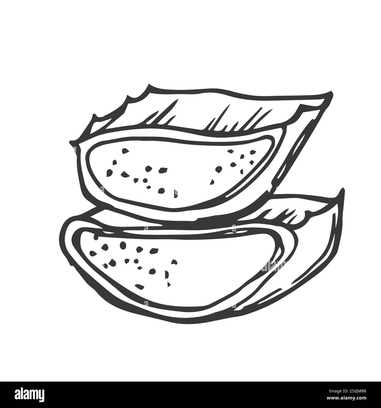 Aloe vera leaves and slice vector illustration. Hand drawn outline ...