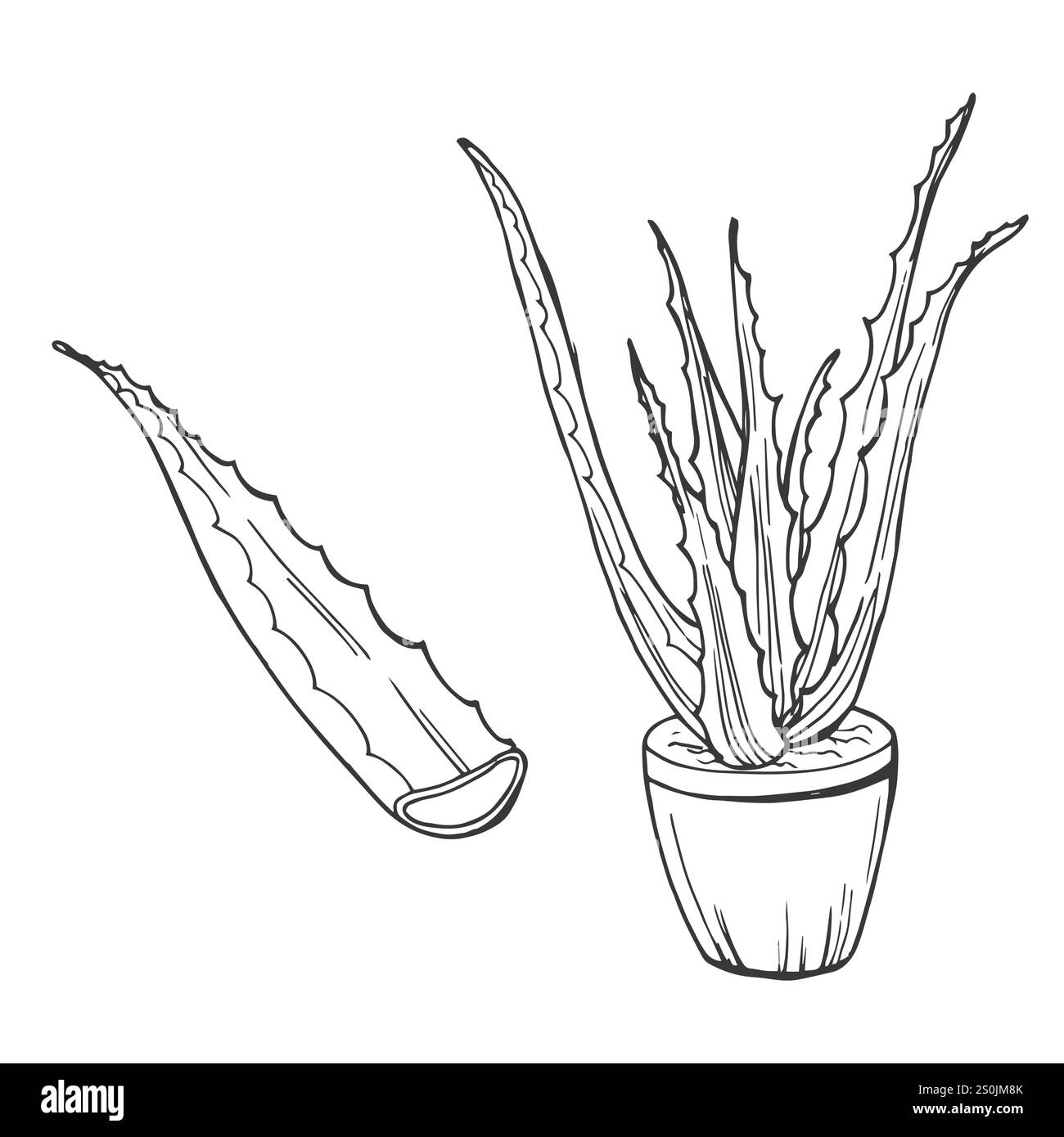 Illustration with collection of aloe vera plant, hand drawn plants ...