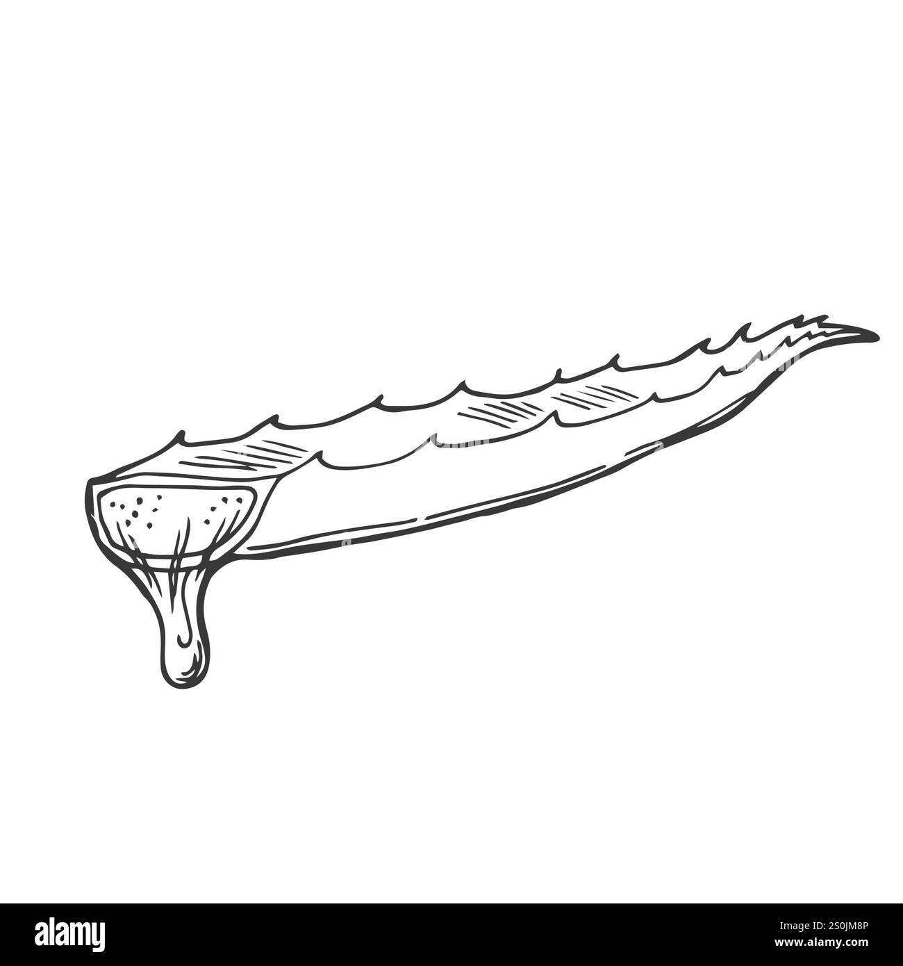 Aloe vera leaves and slice vector illustration. Hand drawn outline ...
