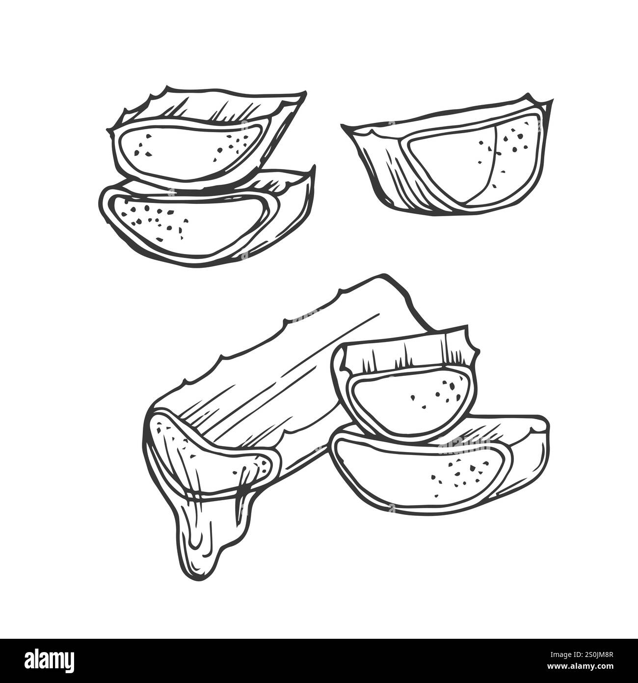 Aloe vera organic plant vector illustration. Isolated vector ...