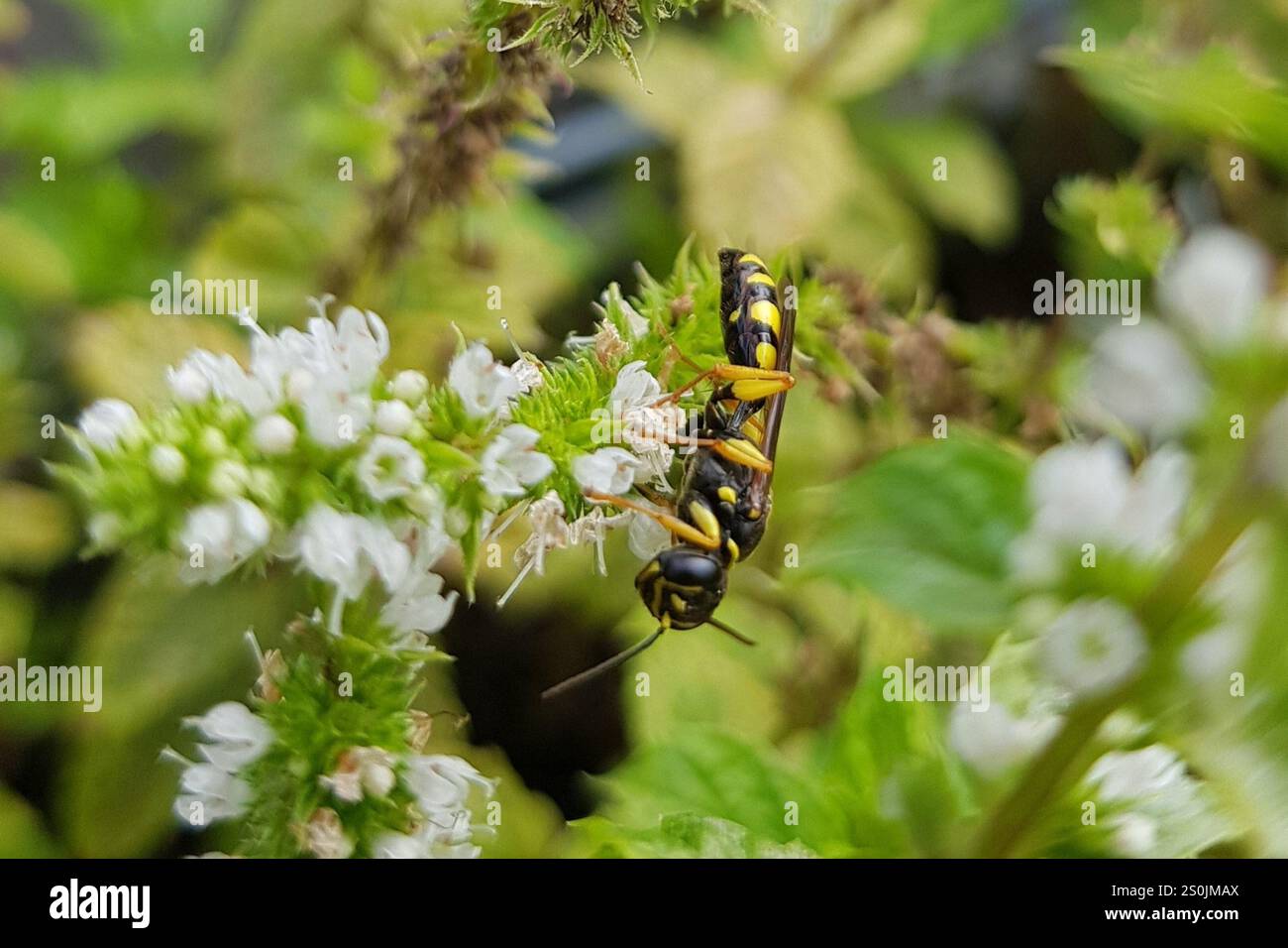 Field digger wasp (Mellinus arvensis Stock Photo - Alamy