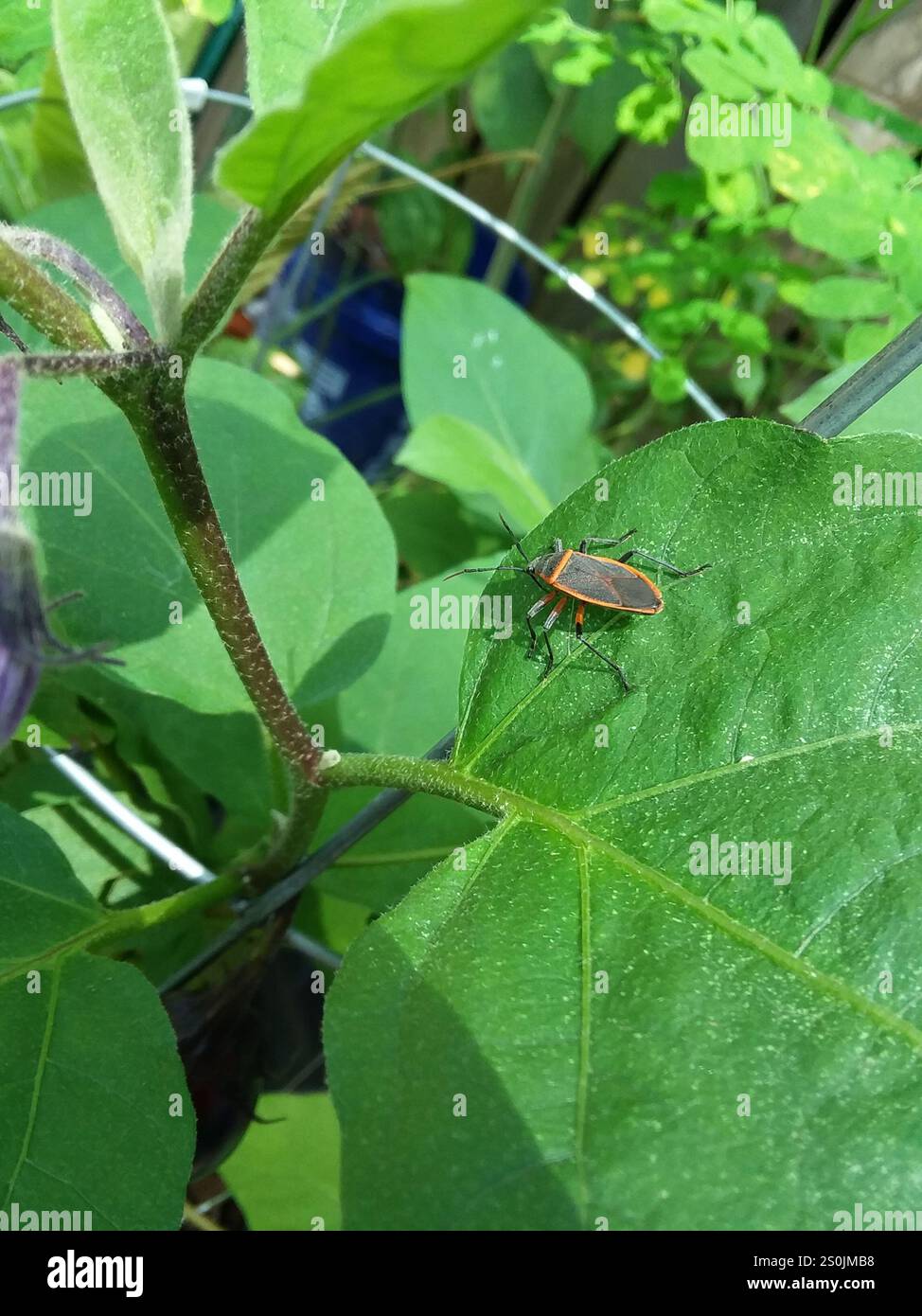 Eastern Bordered Plant Bug (Largus succinctus Stock Photo - Alamy