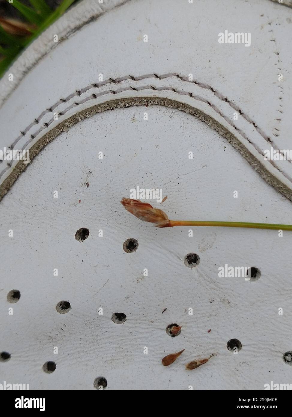Many-stalked Spike-rush (Eleocharis multicaulis Stock Photo - Alamy
