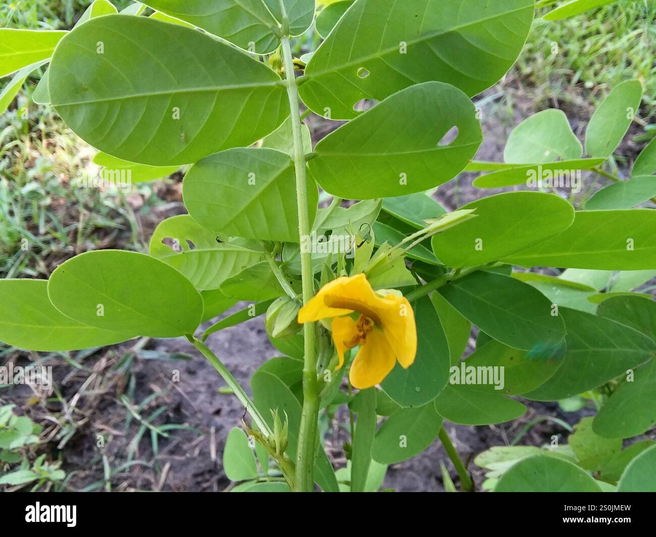American Sicklepod (Senna obtusifolia Stock Photo - Alamy