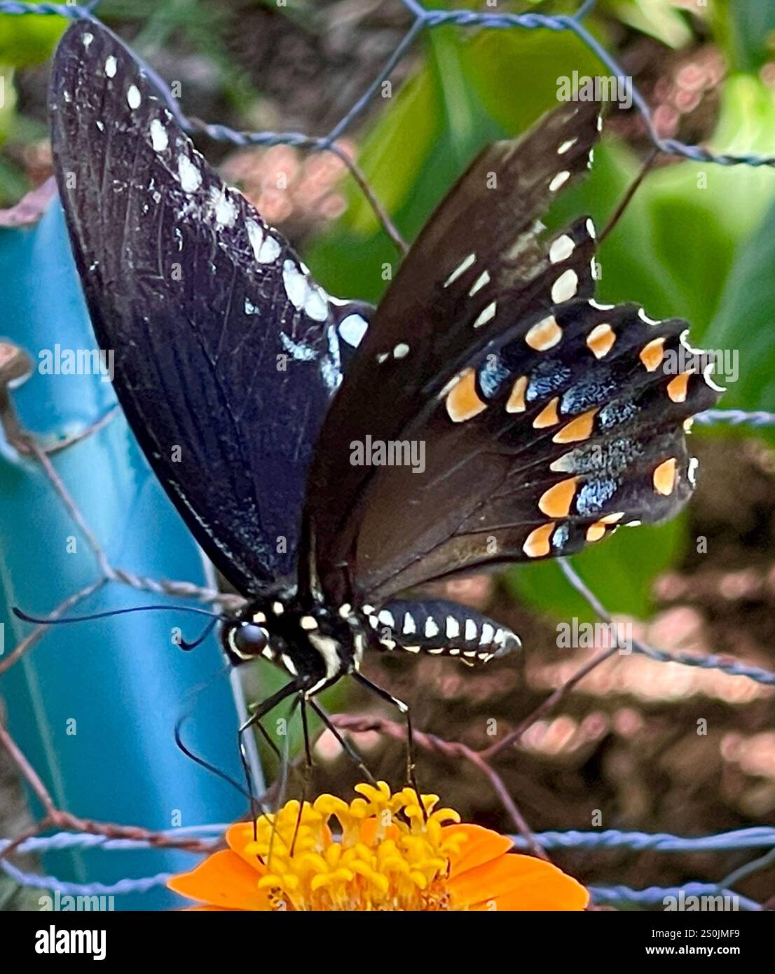 Spicebush Swallowtail (Papilio troilus Stock Photo - Alamy