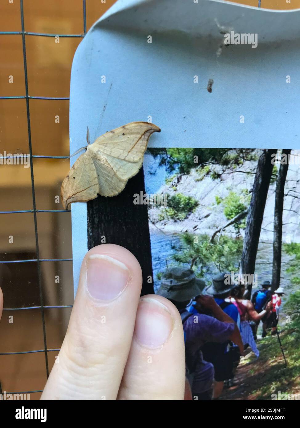 Arched Hooktip Moth (Drepana arcuata Stock Photo - Alamy