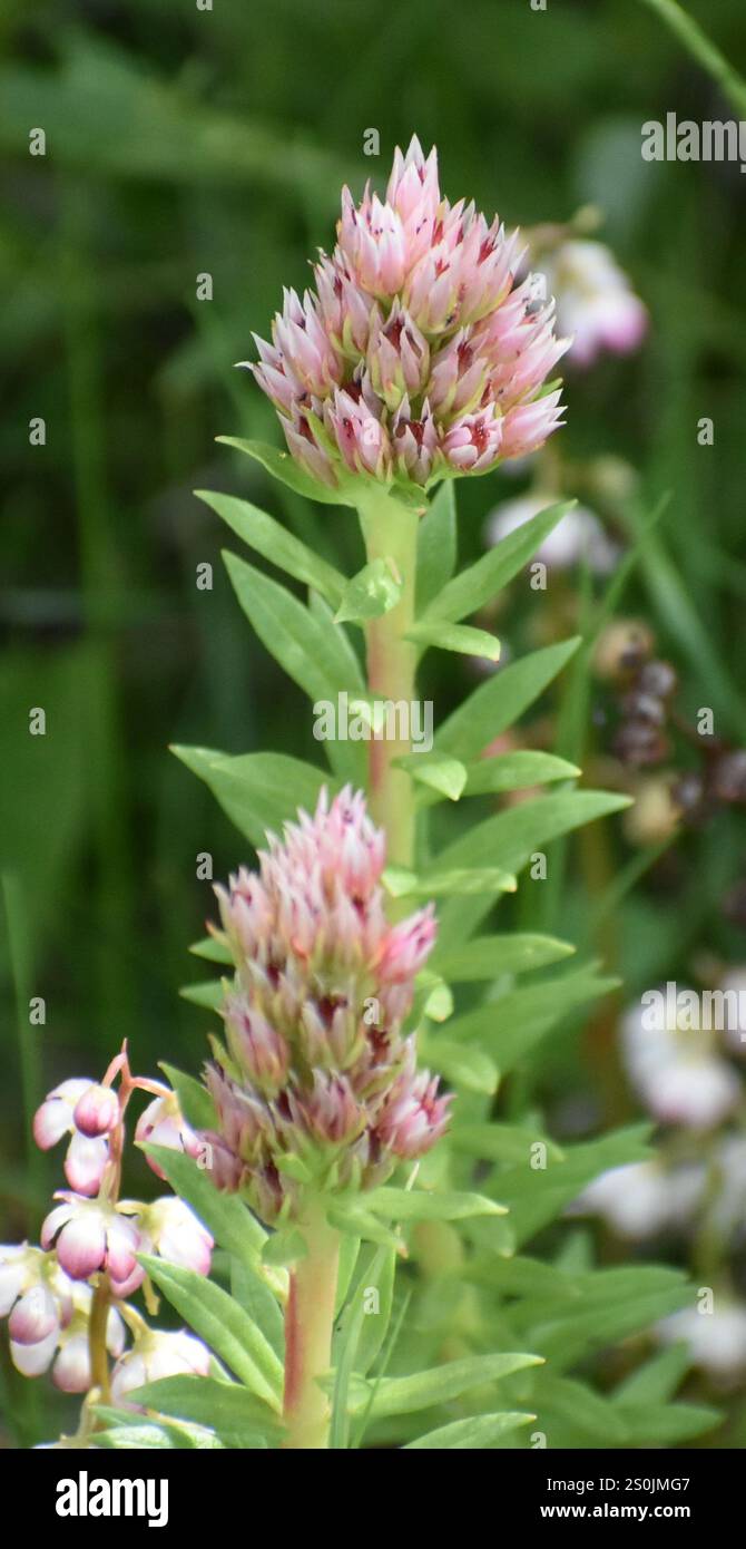 Queen's Crown (Rhodiola rhodantha Stock Photo - Alamy